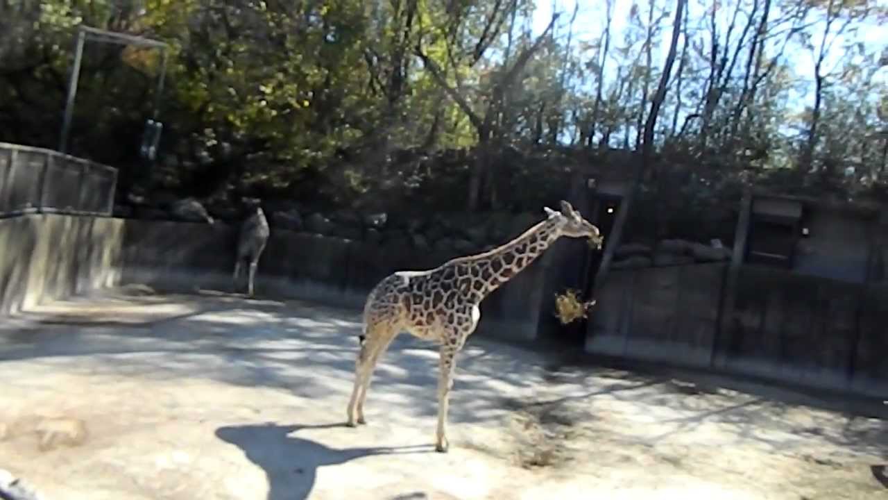 Giraffes - YouTube