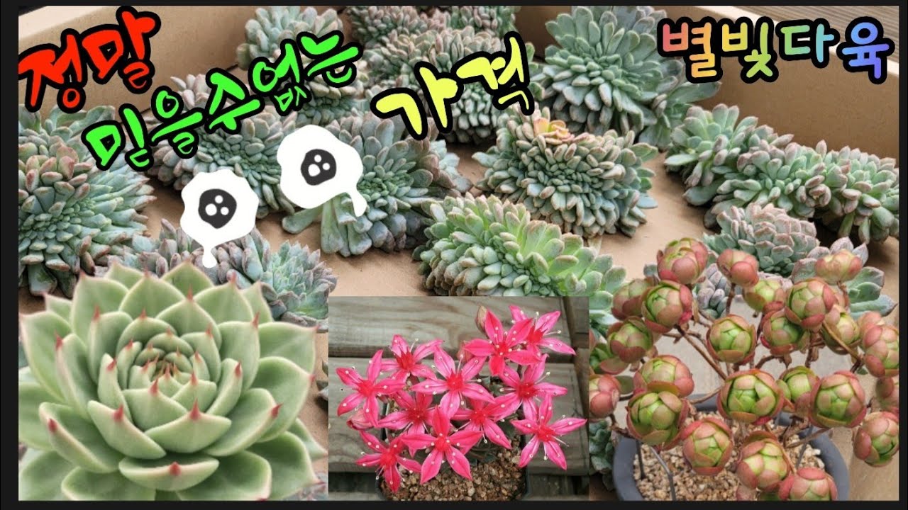 230518다육판매별빛다육수입명품다육오닉스철화티벳장미파격가격 오렌지에보니군생귀품다육대품 할로윈철화샐러드
