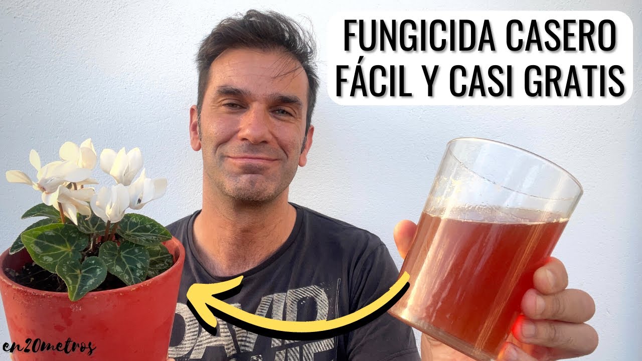 FUNGICIDA DE LAUREL Y CANELA: casero, fácil y MUY BARATO || en20metros ...
