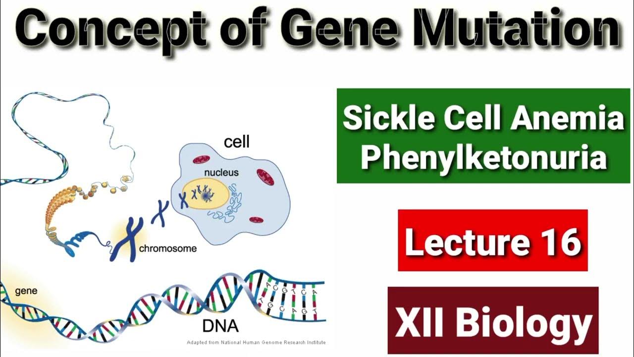 Gene Mutation (Sickle Cell Anemia, Phenylketonuria) Lecture 16 - YouTube