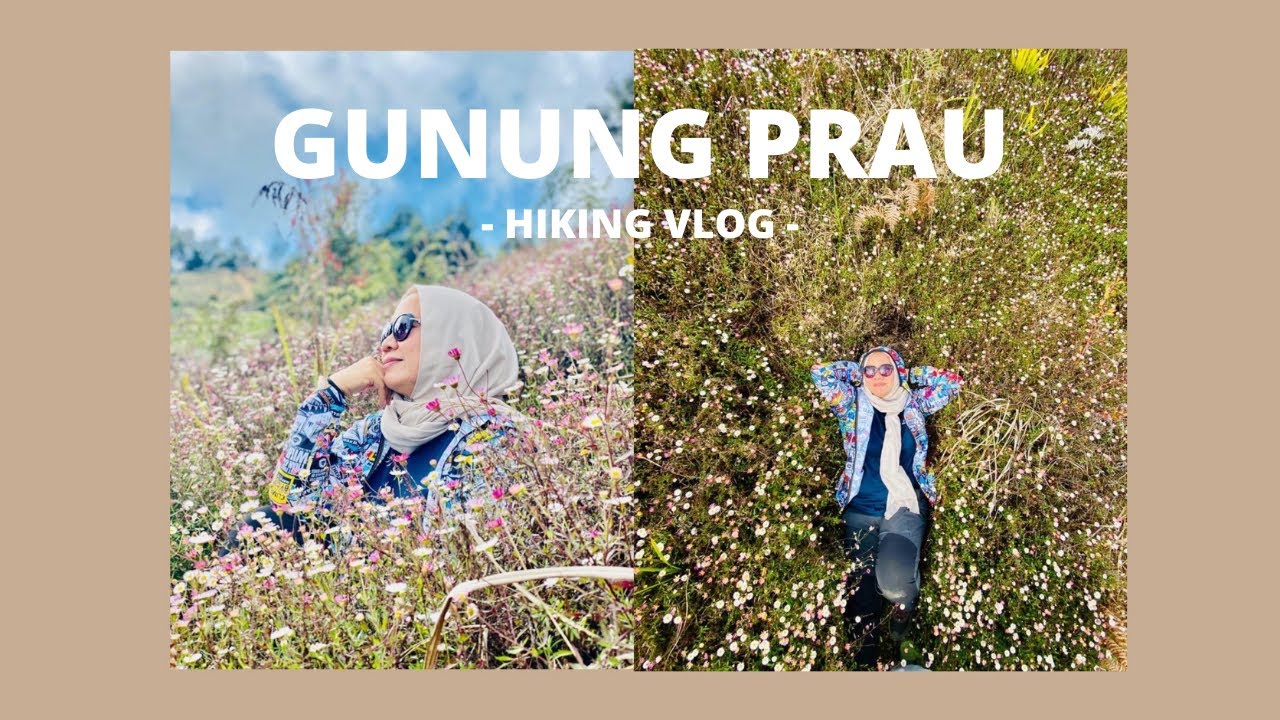 Hamparan Bunga Daisy di Puncak Gunung Prau - YouTube