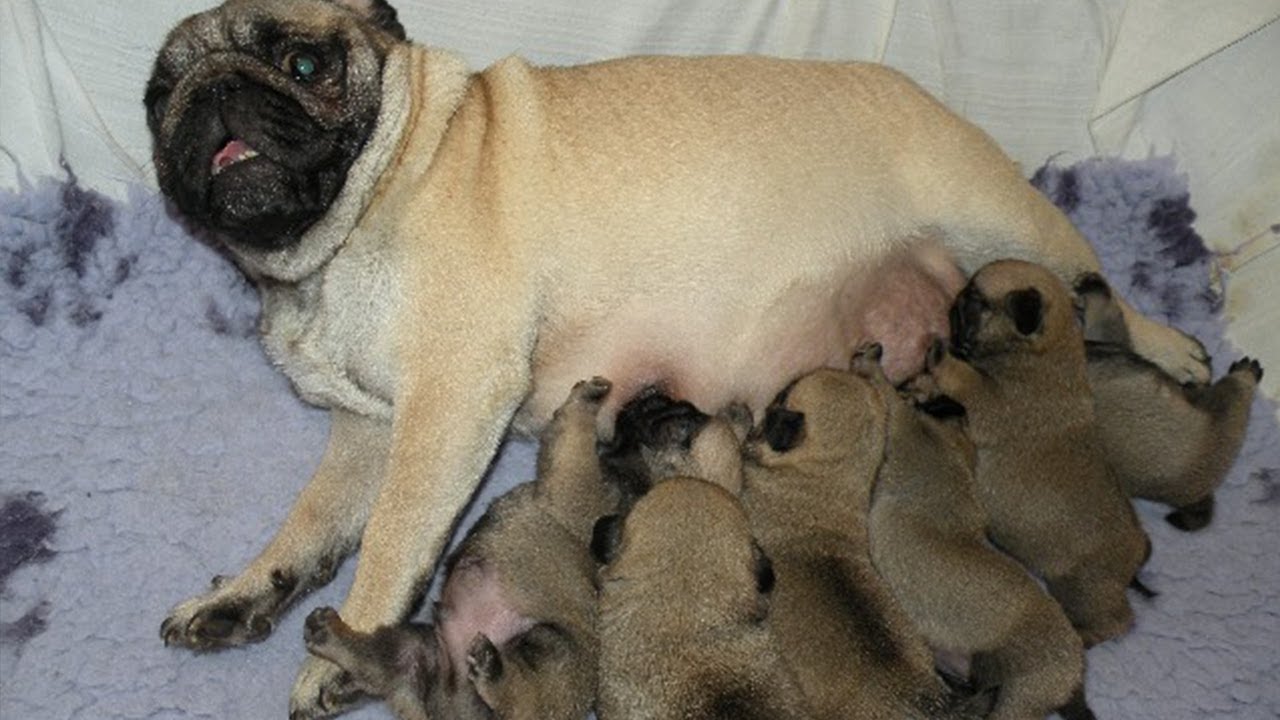 Short-muzzled face Pug giving birth - YouTube