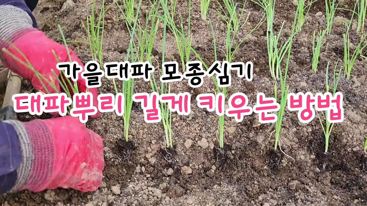 가을대파모종 심는방법 ️대파 모종 뿌리를 빨리 내리게 하기 위해서는 깊이 심지 말고 ️ 흰뿌리 길게 나오게 하려면 북주기를 해