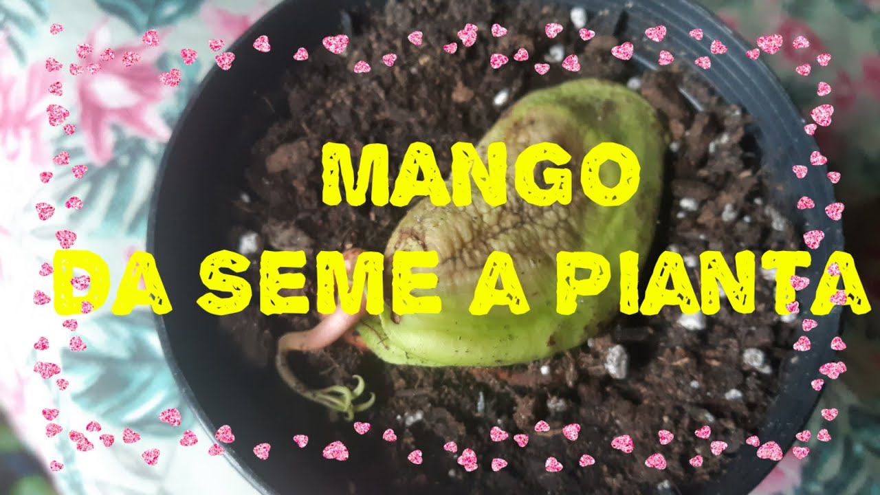 Come far nascere una pianta di mango partendo dal seme. - YouTube