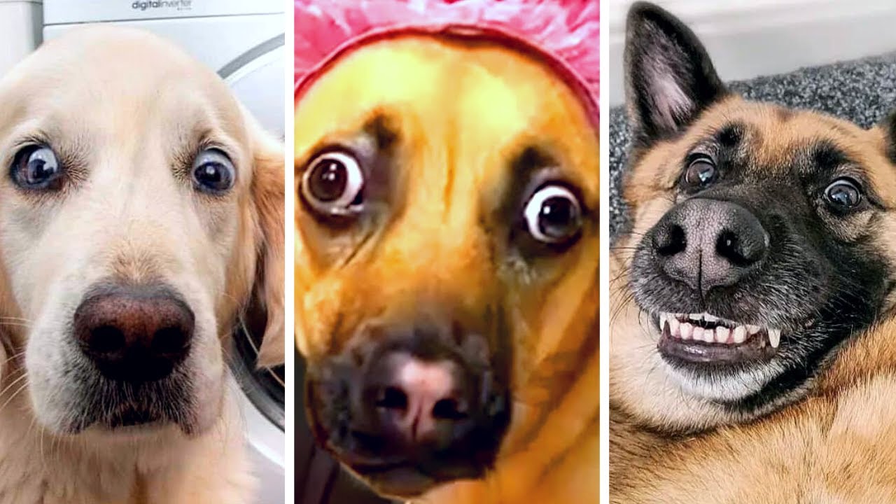 Dogs Who Will Make You Laugh Harder Than You Have In Years - YouTube