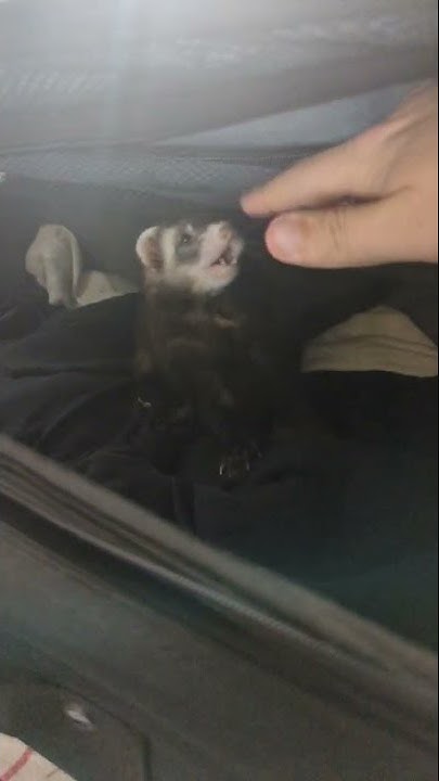 Ferret attacks camera ferociously - YouTube