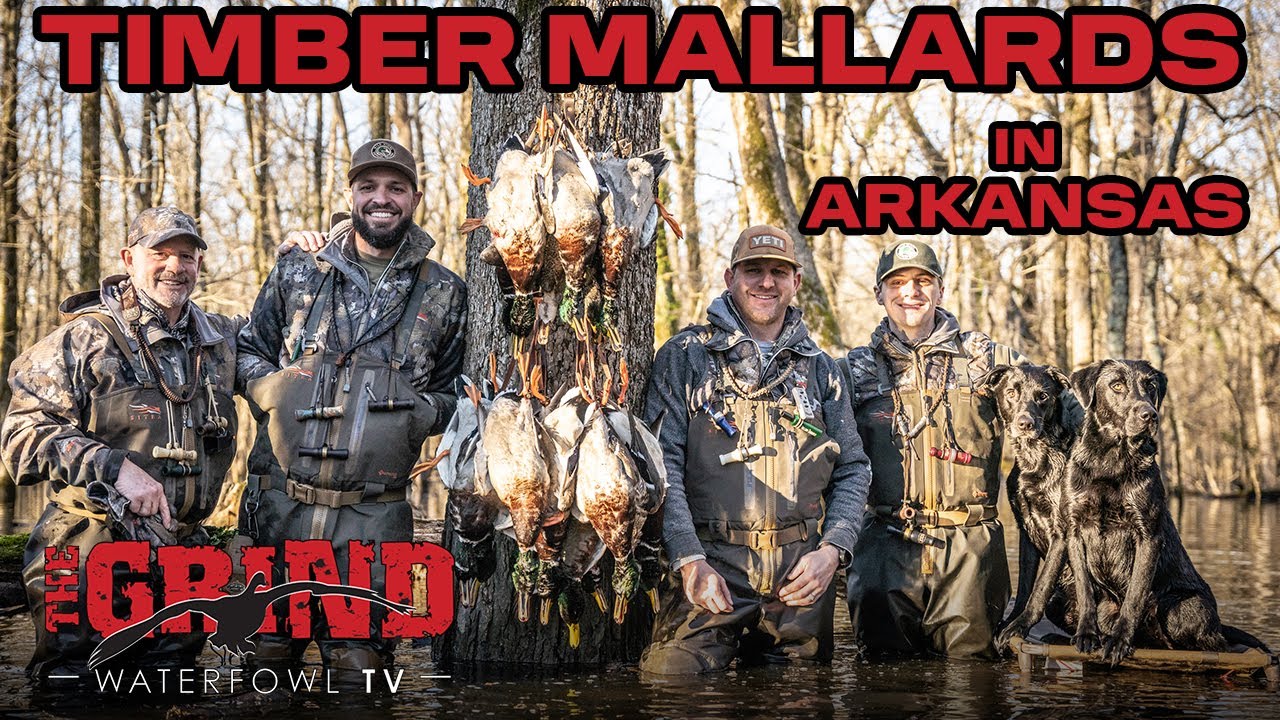 Flooded Timber Duck Hunting! (Mallards In Arkansas) | THE GRIND S12: E8 ...