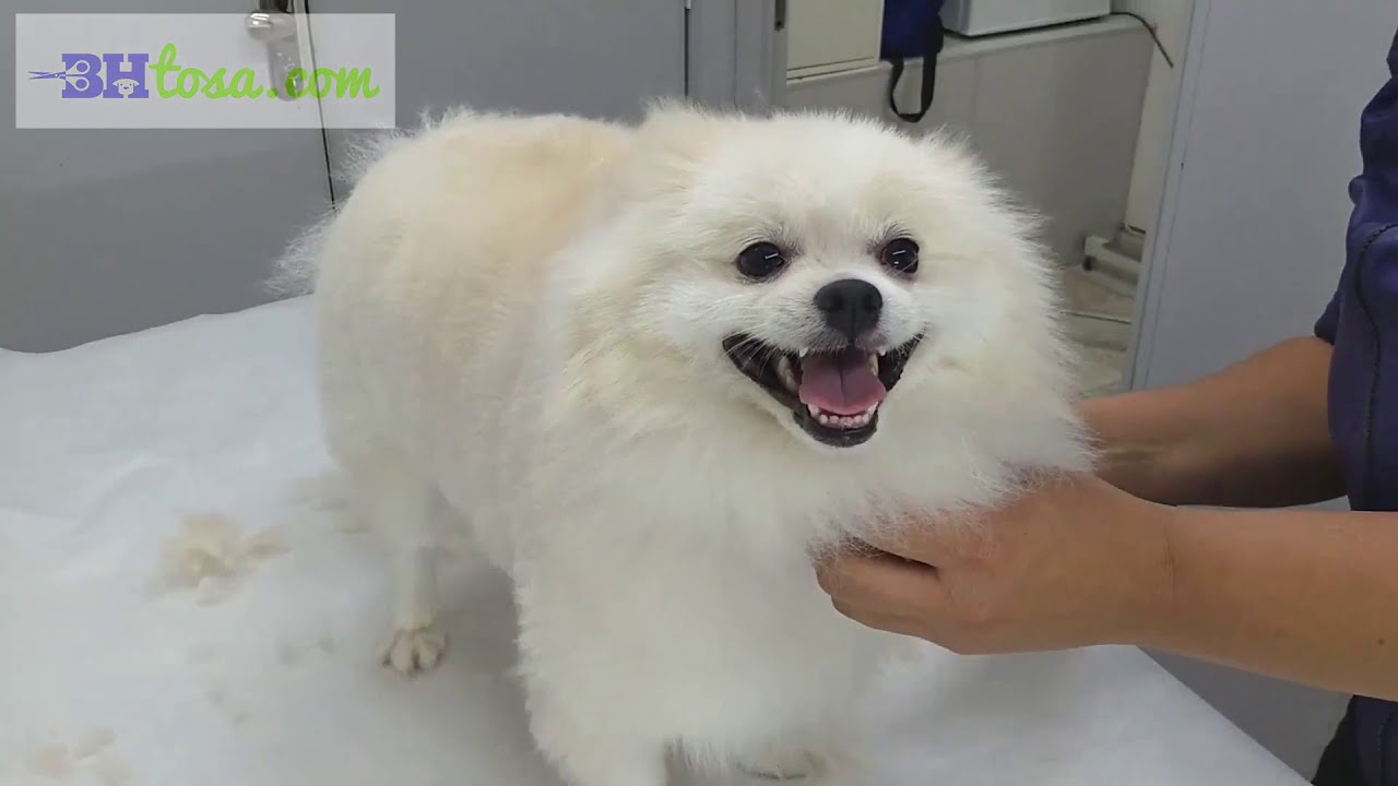 TOSA TESOURA EM LULU DA POMERÂNIA - Tosa Spitz Alemão - YouTube