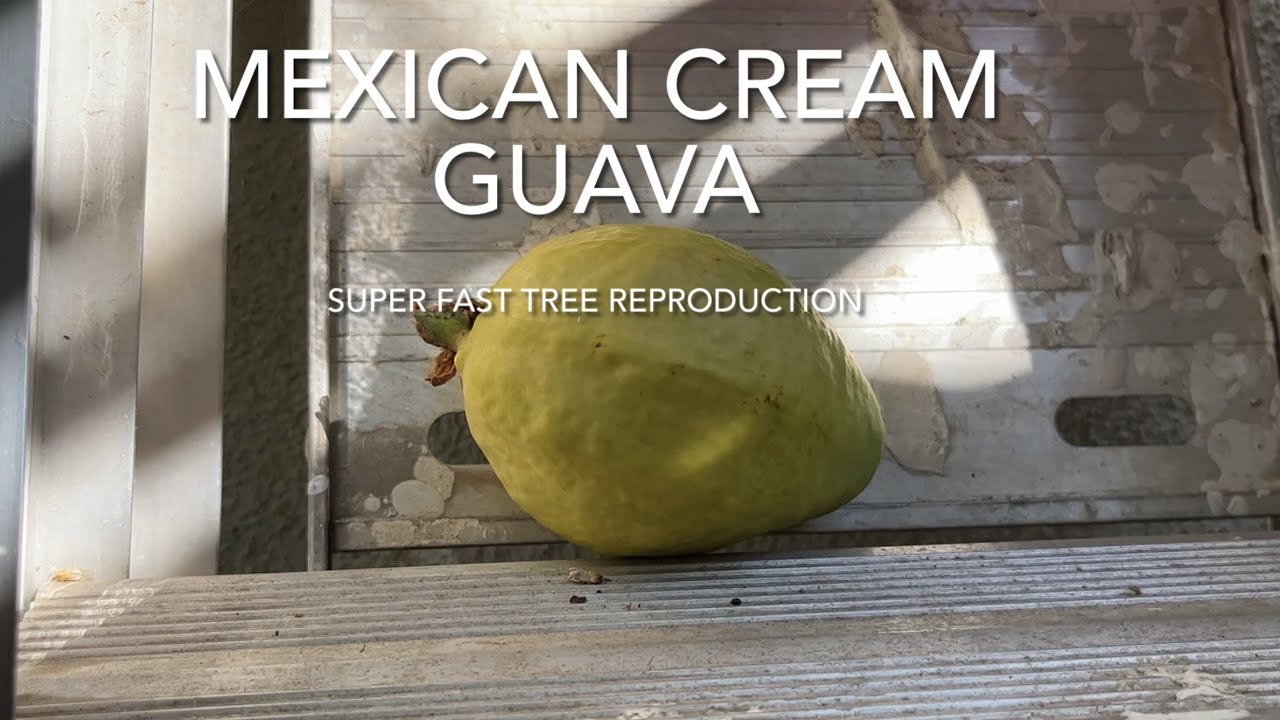 Growing the Mexican Cream Guava tree | Fast Propagation method ...