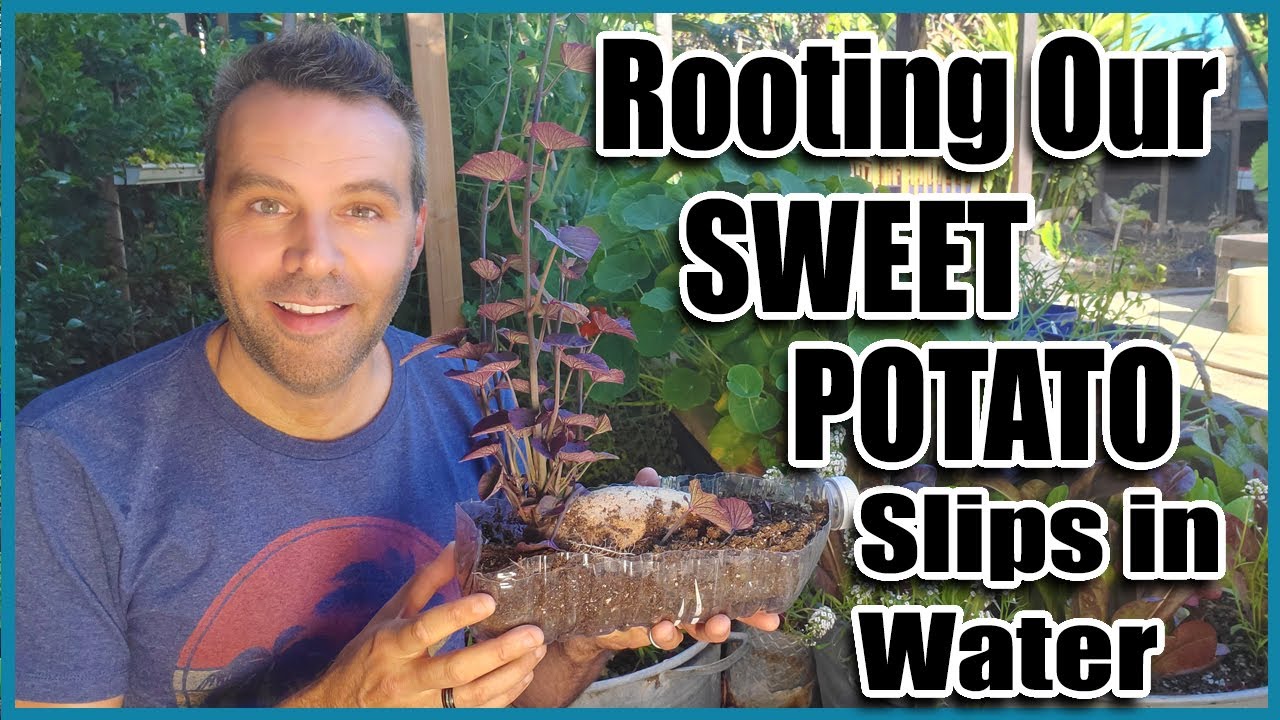 How to Grow Sweet Potatoes - Rooting Sweet Potato Slips in Water - YouTube