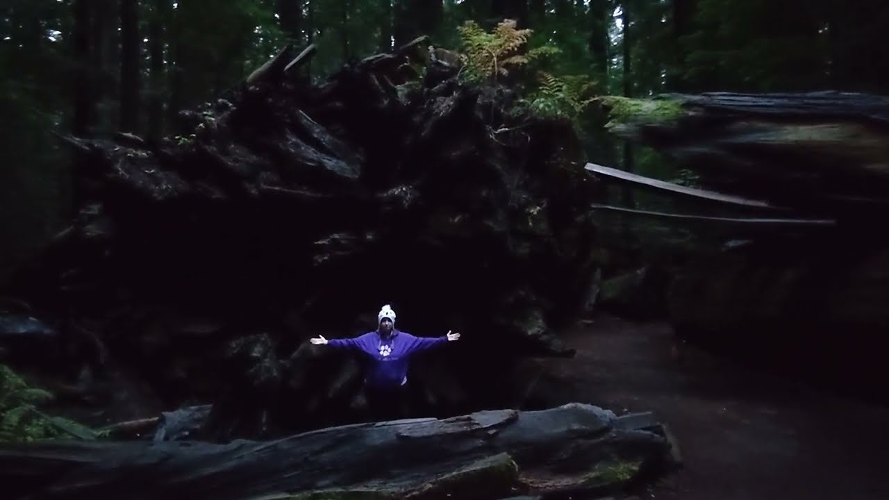 Enormous redwood: the Dyerville Giant in Founders Grove on Avenue of ...