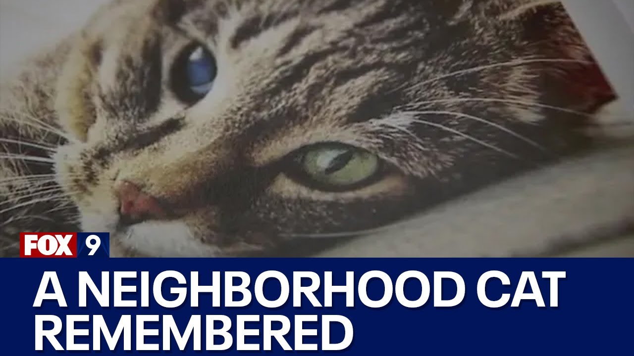 An ode to Steve the cat - YouTube