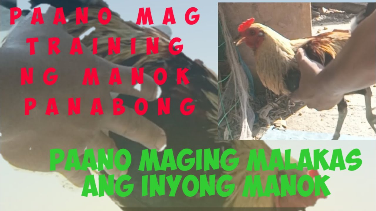 Paano magtraining ng manok panabong - YouTube