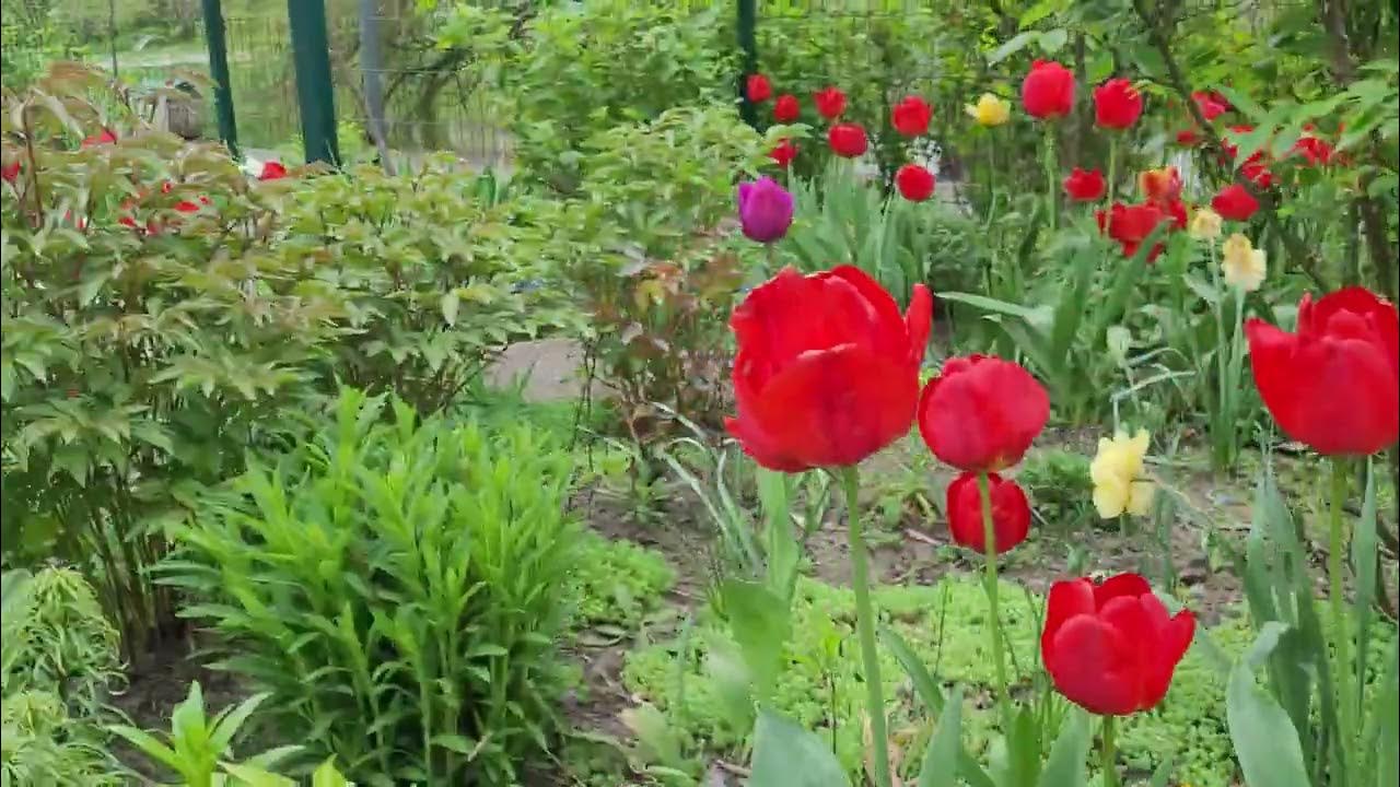 тюльпани - YouTube