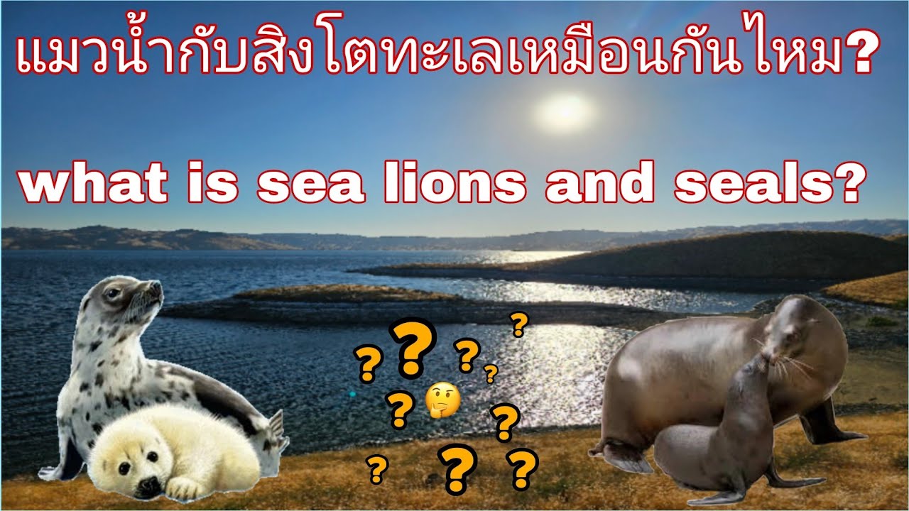 #Seals or sea lions แมวน้ำหรือสิงโตทะเล ? - YouTube