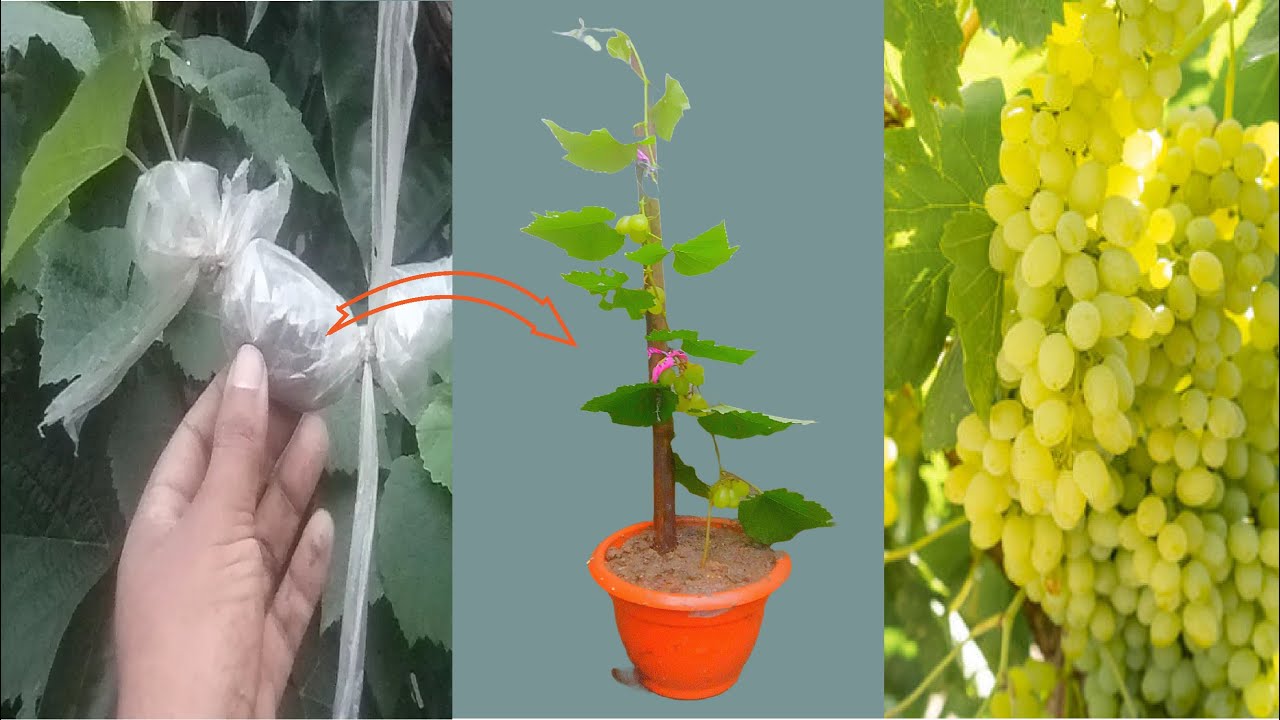 Simple method grafting grape tree ,, Growing grape tree at home ...