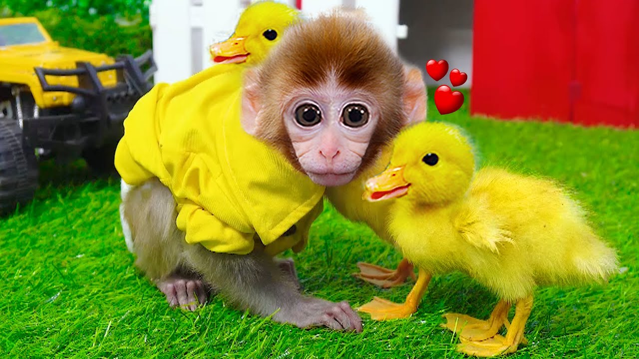 Baby monkey Bi Bon driving car and a beautiful friendship with a ...