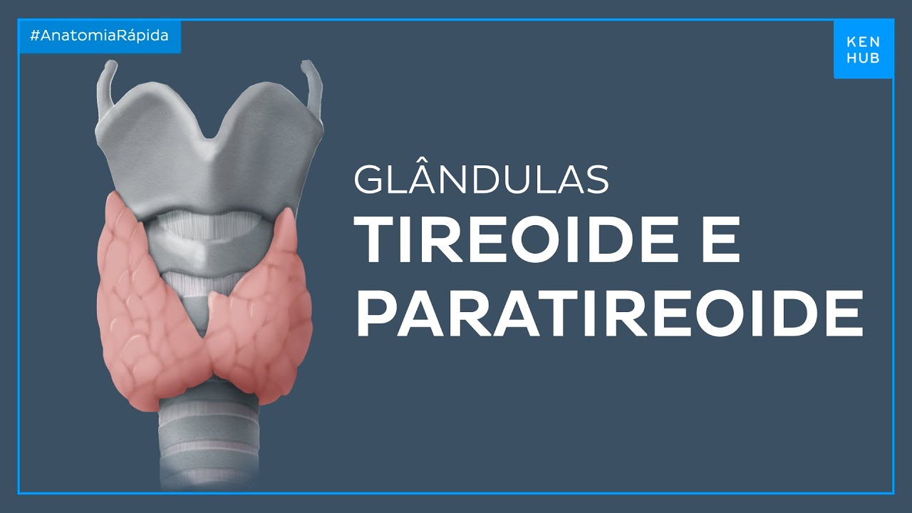 Glândulas tireoide e paratireoide - Anatomia Fácil | Kenhub - YouTube