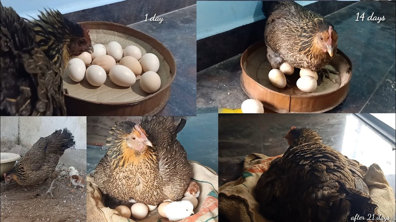 hen hatching eggs 21 days chicks - YouTube