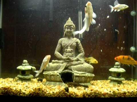 Zen Aquarium - YouTube