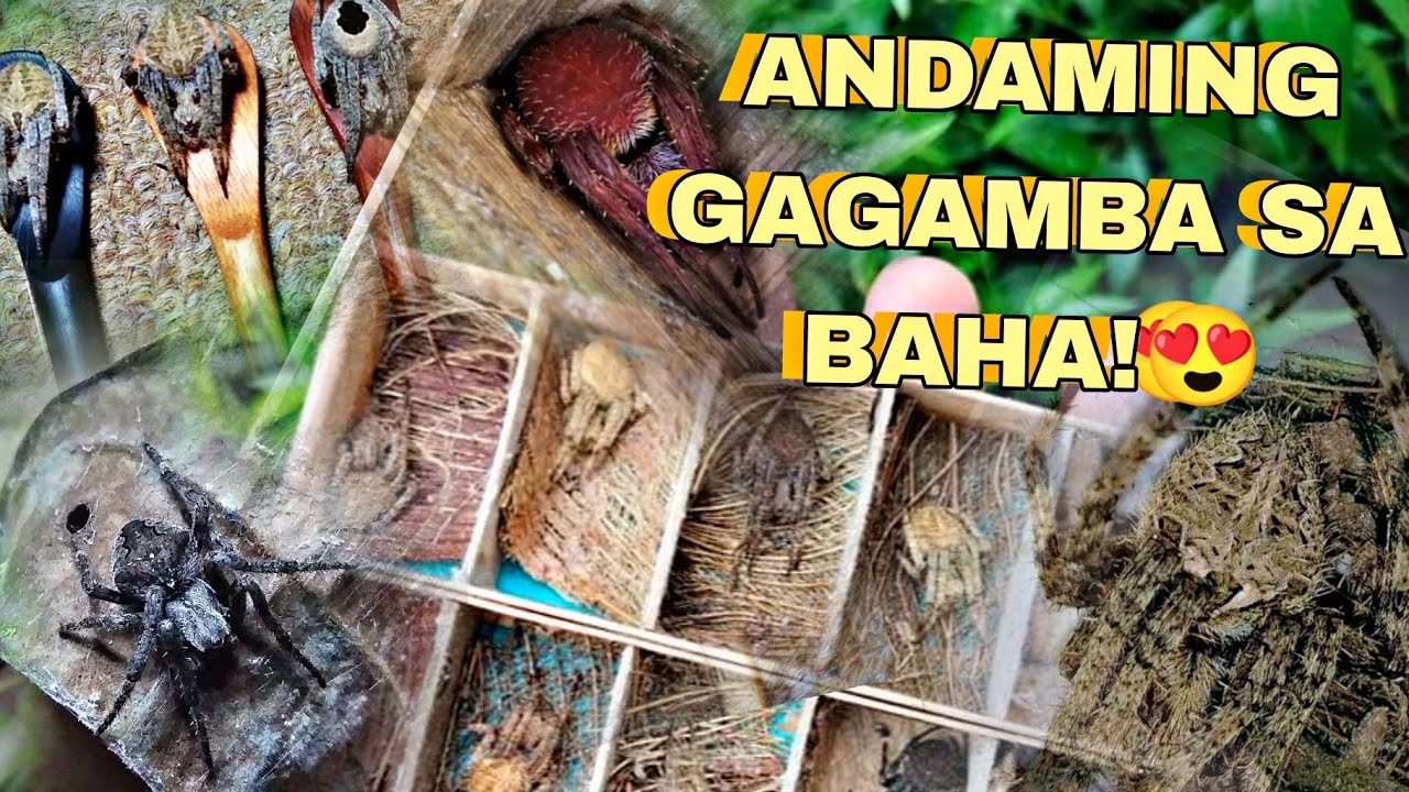 ANDAMING GAGAMBA SA BAHA!! - YouTube