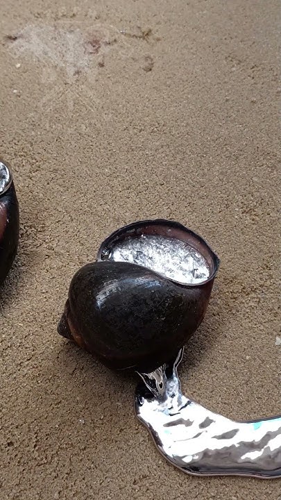 Casting an Aluminum Snail Shell: Tips and Tricks #shorts #viralvideo # ...