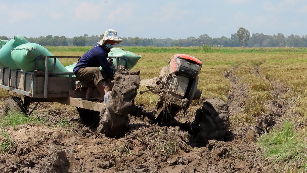 Farmers transport rice by small tractor | Best work of miniature ...