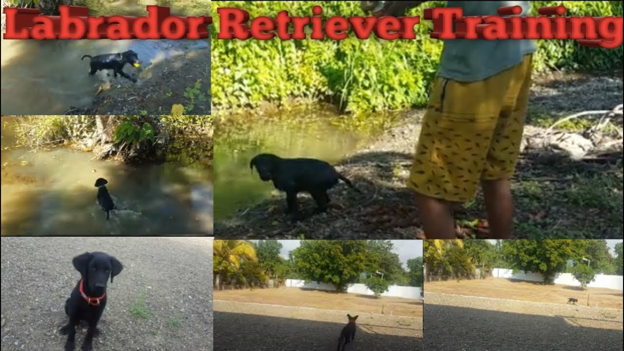 Labrador Retriever Training||so cute - YouTube