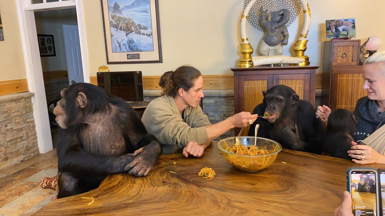 Chimp Dinner Live | Myrtle Beach Safari - YouTube
