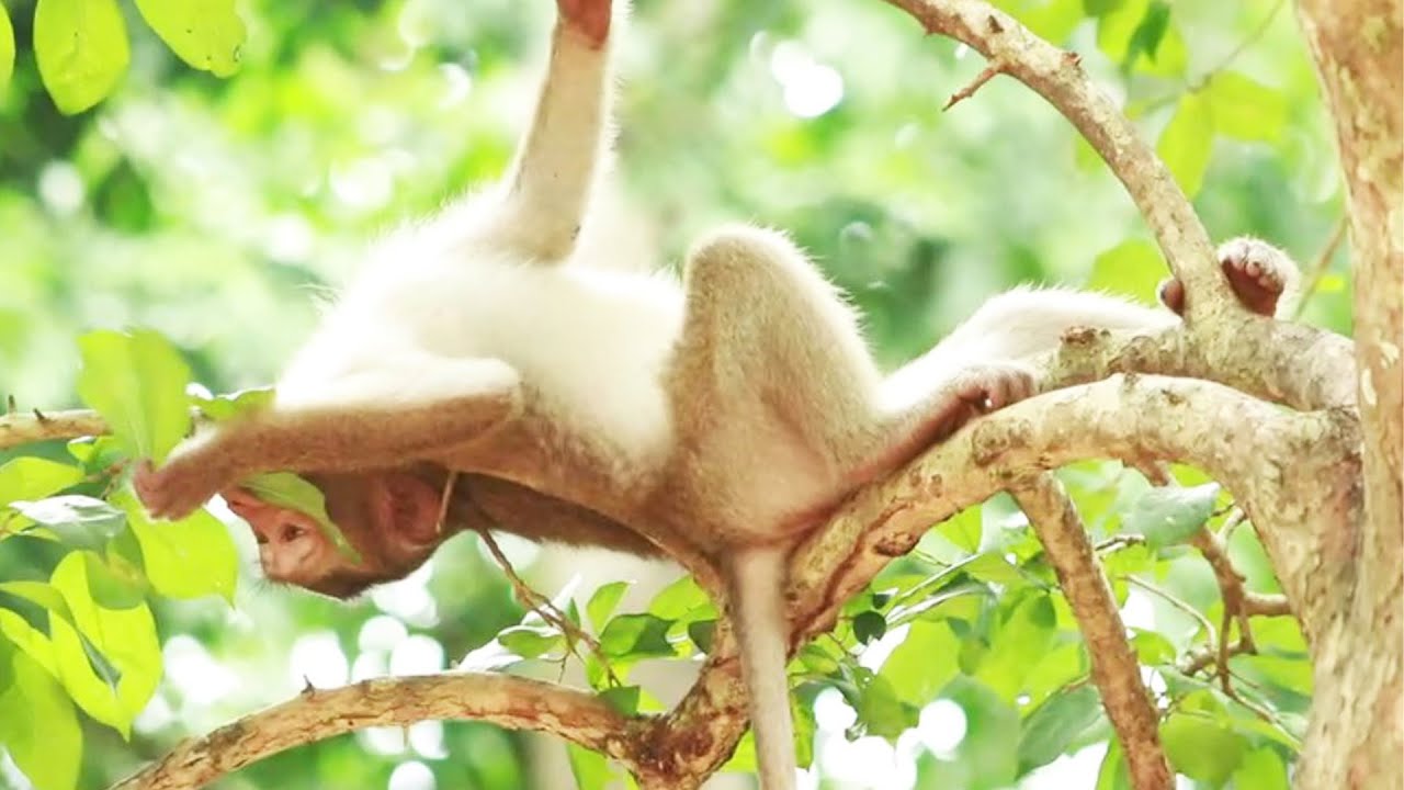Young Rex Monkey Sleep Playing on the Tree ~on July 20,2022/ VS .141 ...