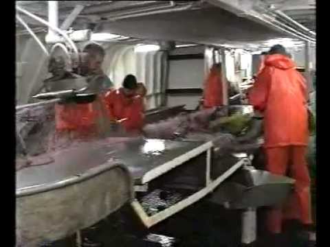 Seafood Processors Profitability Using Insulated Containers from DACO ...