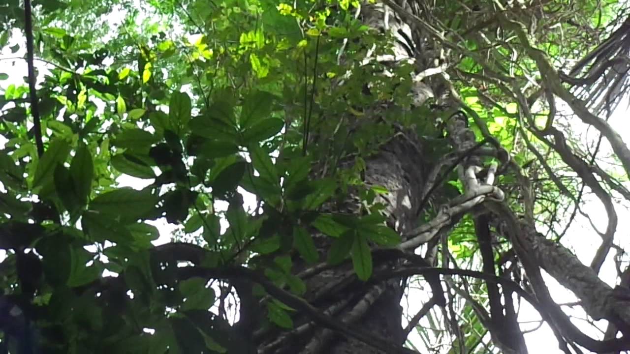 Árvore de Muiracatiara - YouTube