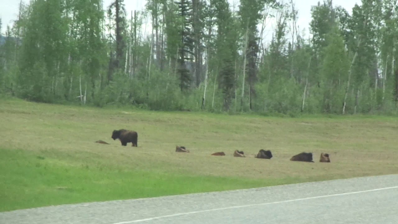 BUFFALO FAMILY 20 OF THEM - YouTube