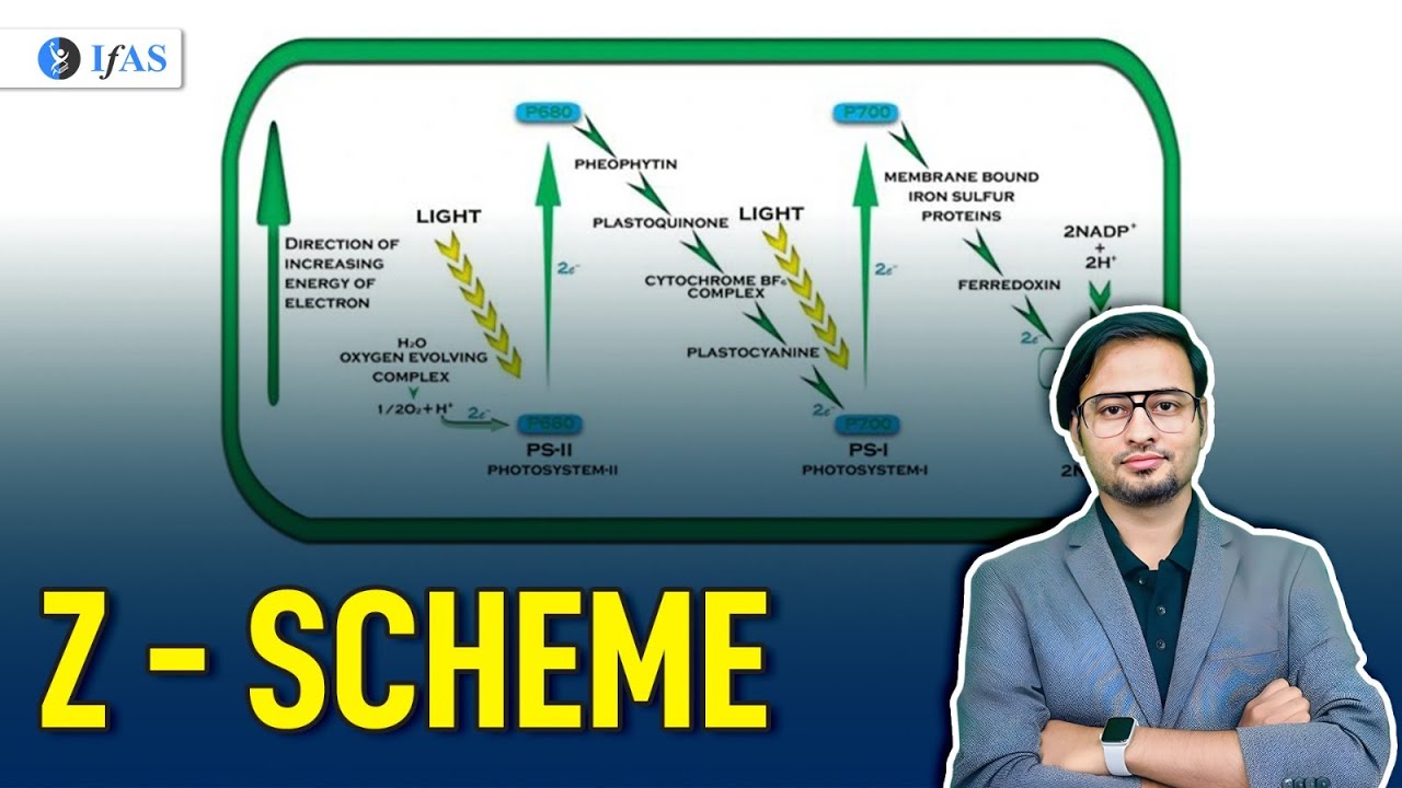 Z - Scheme | Target CSIR NET Life Science June 2024 | IFAS - YouTube