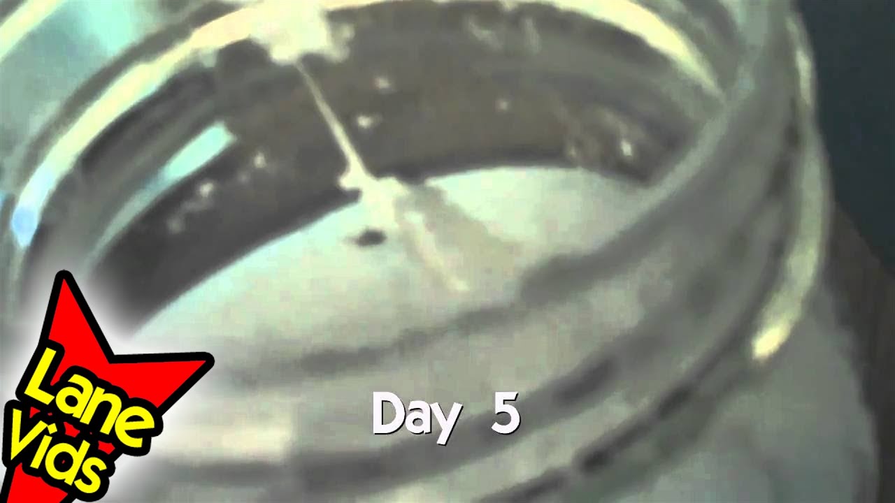 How to GROW a STALACTITE - Part 1 (Science Experiment) - YouTube