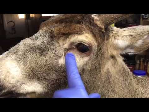 Local Taxidermist Working On 22-Point Buck - YouTube