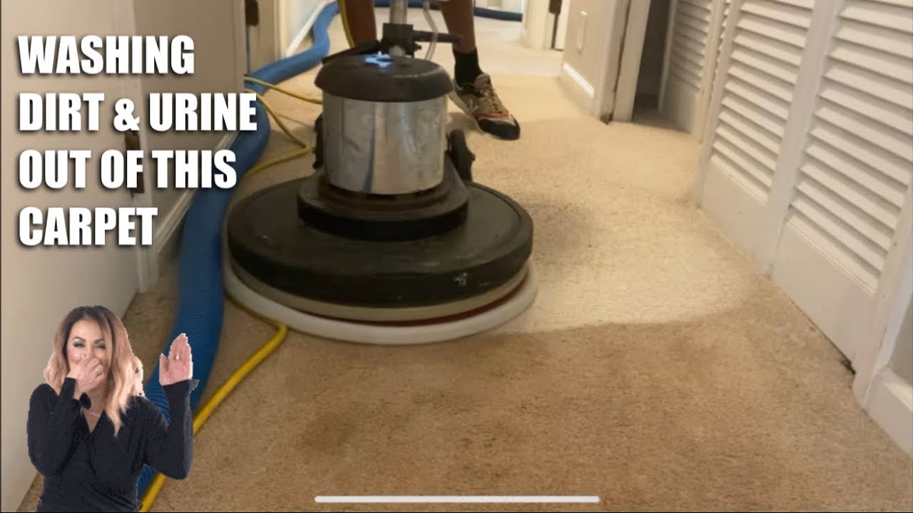 A Peed Off Carpet, Needs to Be Washed - YouTube