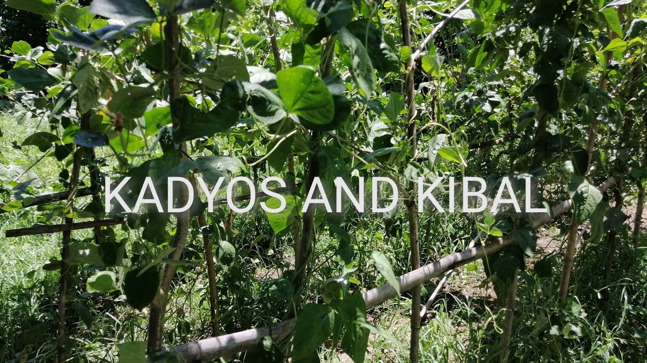 PLANTING KADYOS AND KIBAL II LANDSCAPING - YouTube