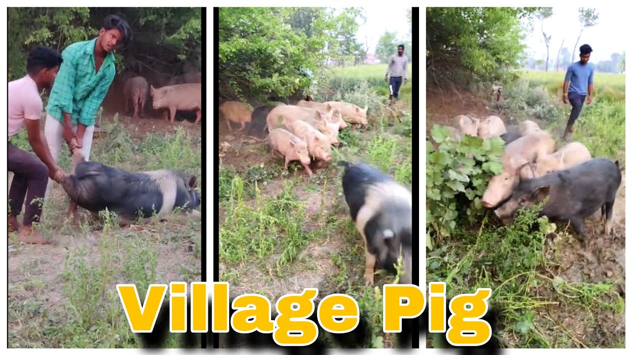 Village Pig Video ll Desi Pig Video 🐷 ll Pig Video #pigs #pig - YouTube