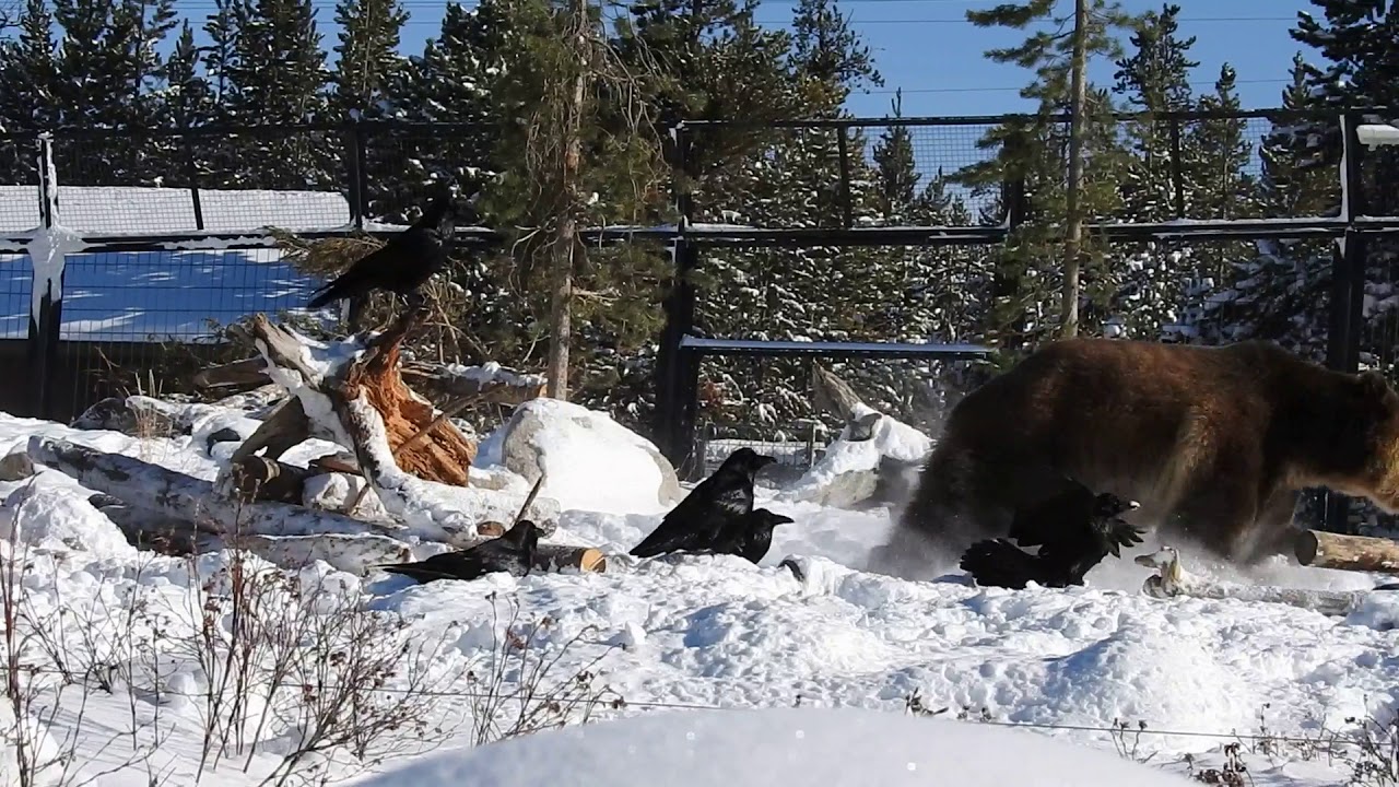 Grizzly & Wolf Discovery Center - YouTube