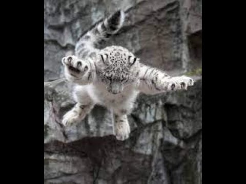 Snow Leopards The Ghosts of the Mountains - YouTube