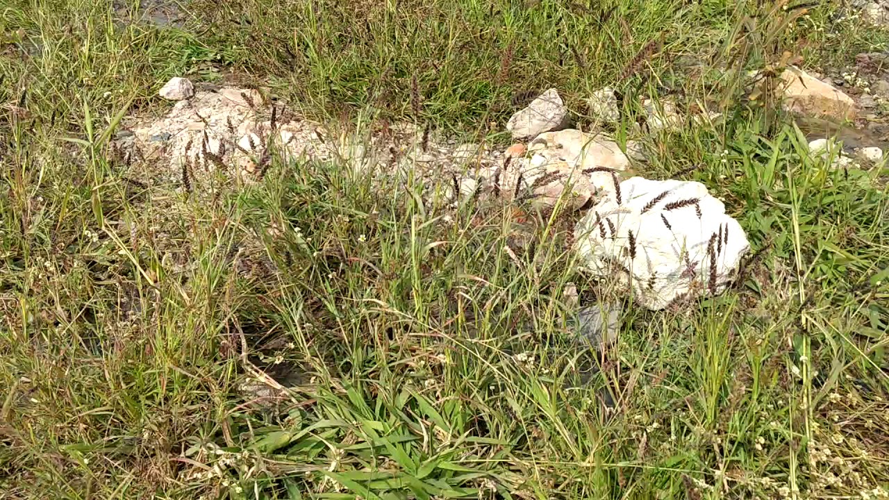 Grass cover (Cenchrus Ciliaris & Cenchrus Setigerus) is the 1st step of ...