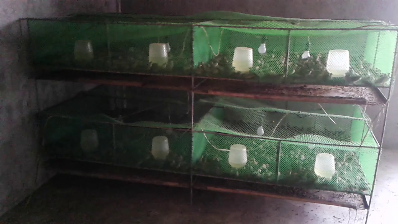 Setup of Brooding Thousands of Quail Day Old Chicks - YouTube