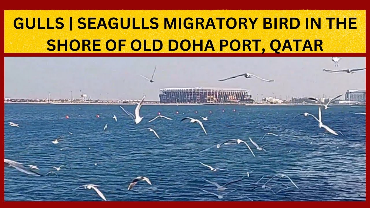 Seagull bird at Mina Doha Port, Qatar | Winter season 2023 - YouTube
