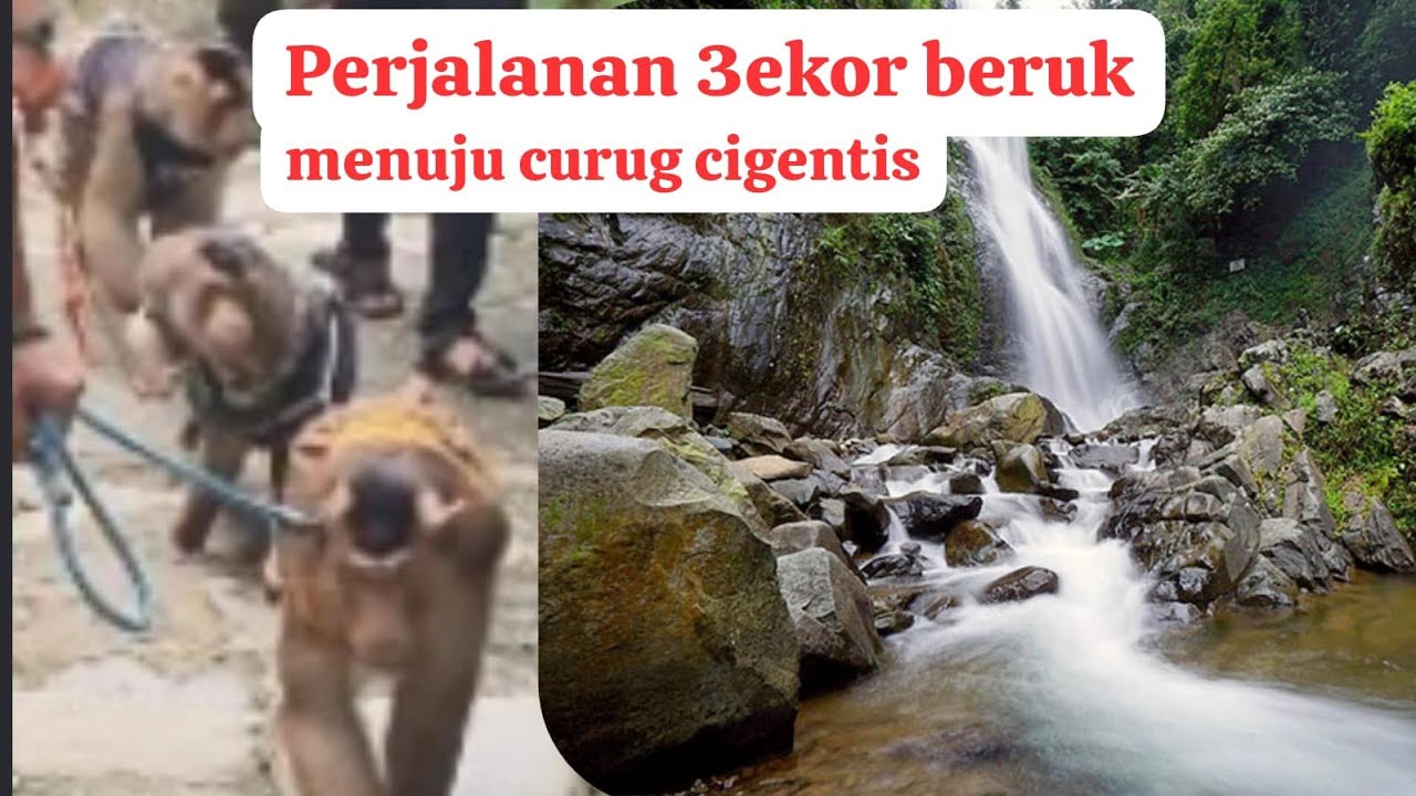 perjalanan 3 ekor beruk besar ke curug cigentis - YouTube
