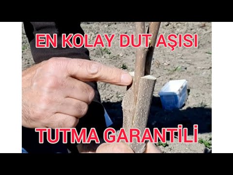 EN KOLAY DUT AŞISI NASIL YAPILIR PÜF NOKTALARI NELERDİR