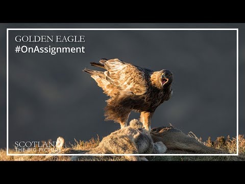 Golden Eagle - On Assignment - YouTube