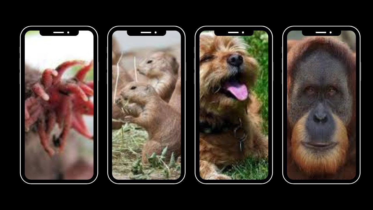 Best animals edits and sounds | difficult compilation - YouTube