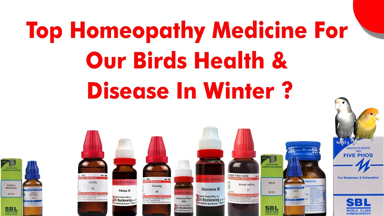 Top Homeopathy Medicine For Our Birds Health & Disease In Winter ...