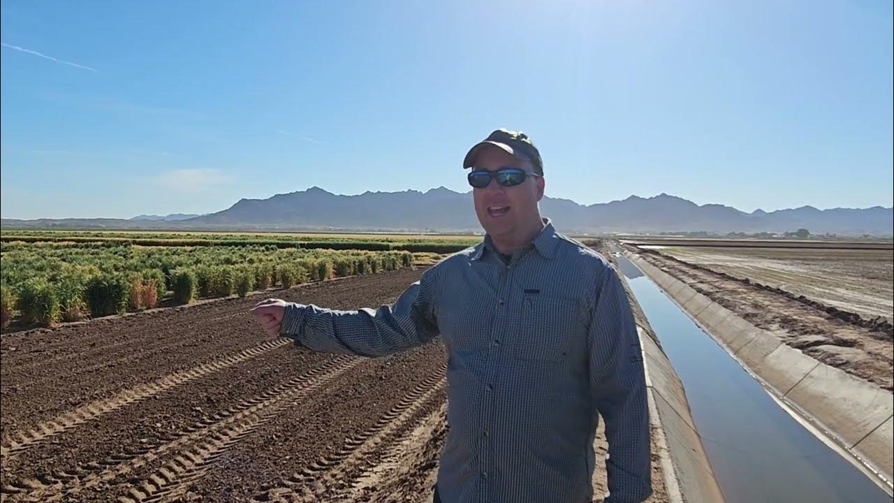 Spring Wheat Irrigation in Yuma Arizona with Dr. Jason Cook - YouTube